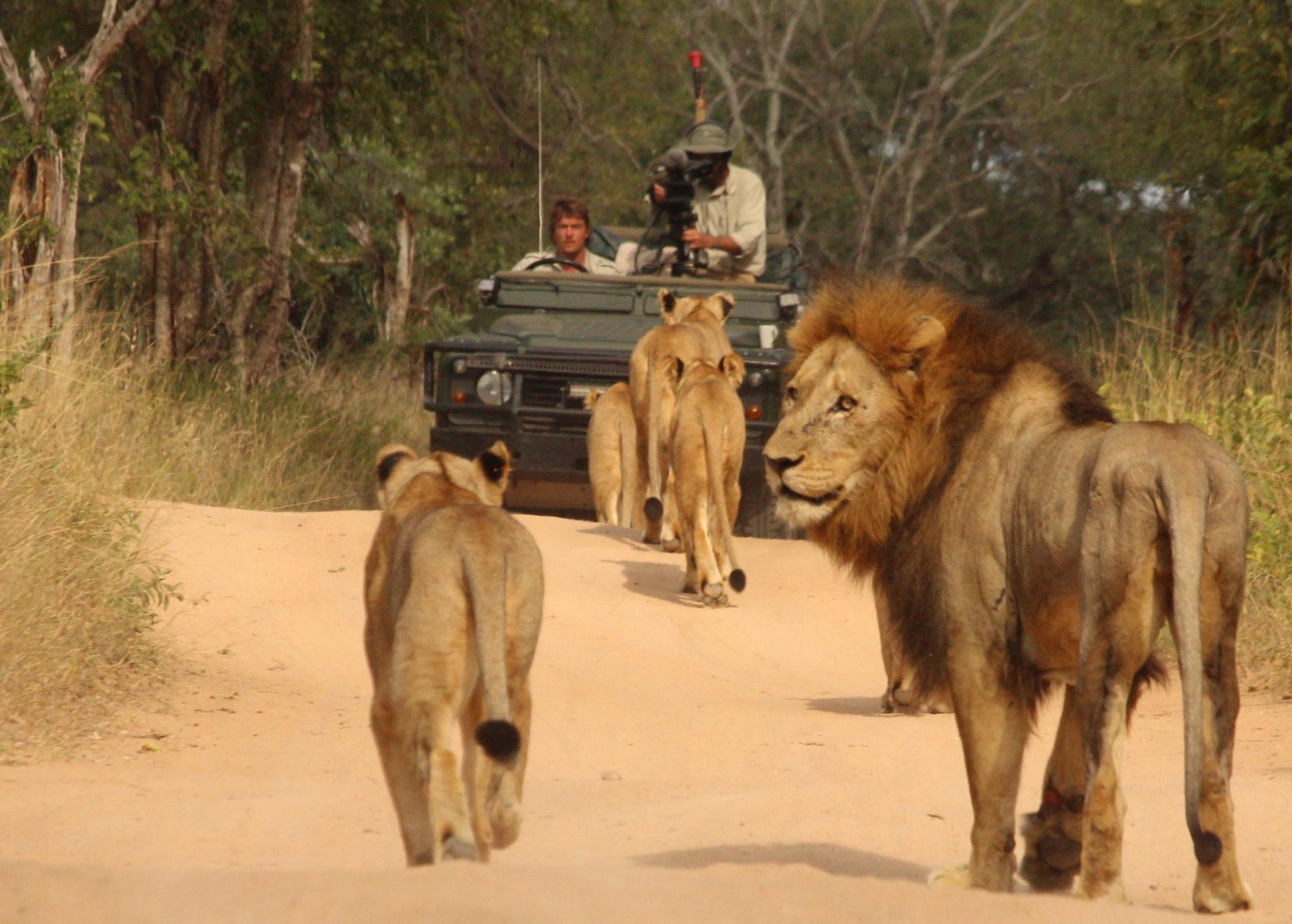 WildEarth TV - Safari in your living room - Die Gute Minute