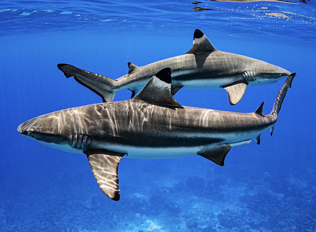 Hoffnung auf bedrohte Hai- und Rochen Populationen - Die Gute Minute