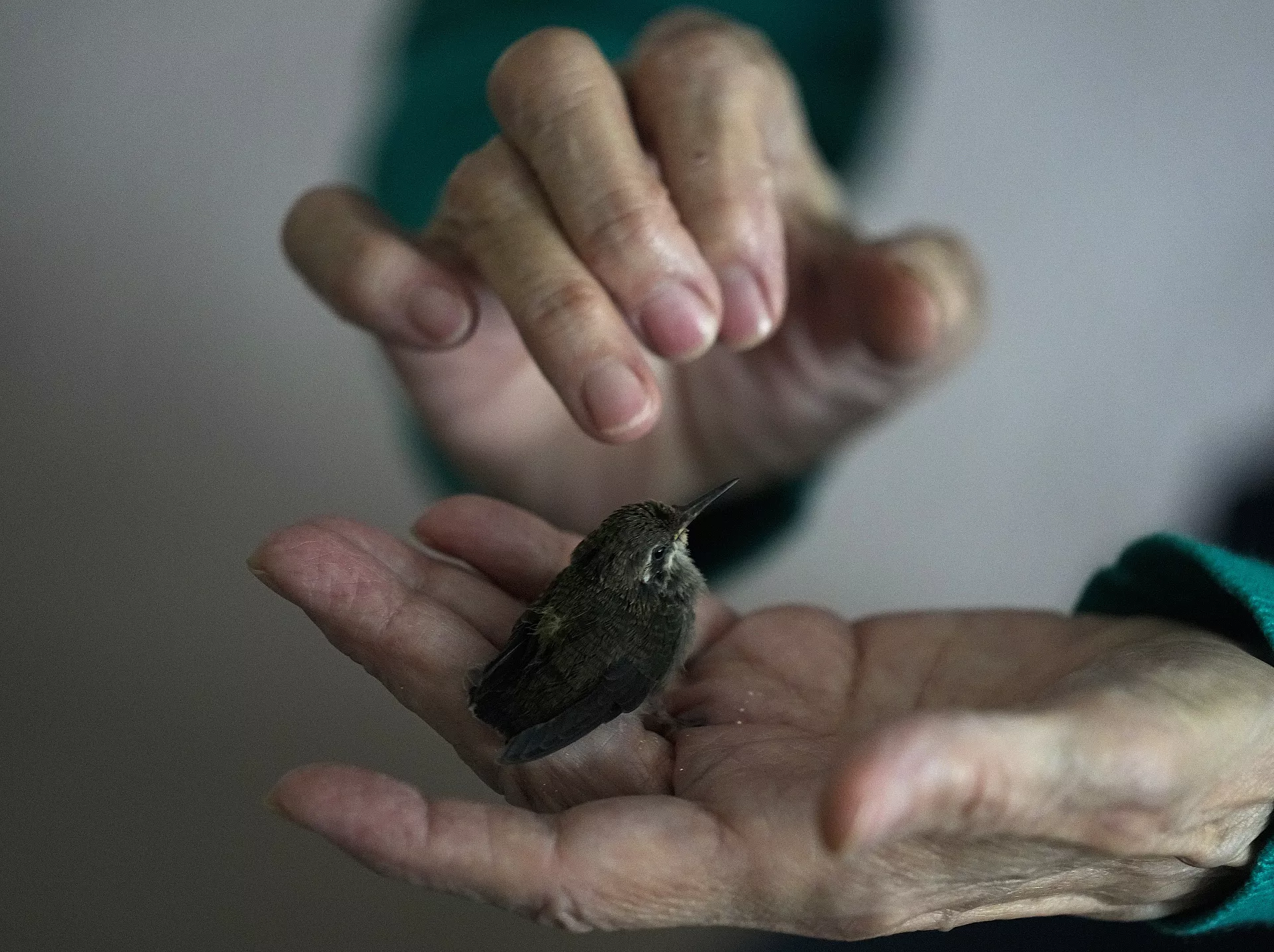 Hummingbird hospital in a Mexico City apartment - Die Gute Minute