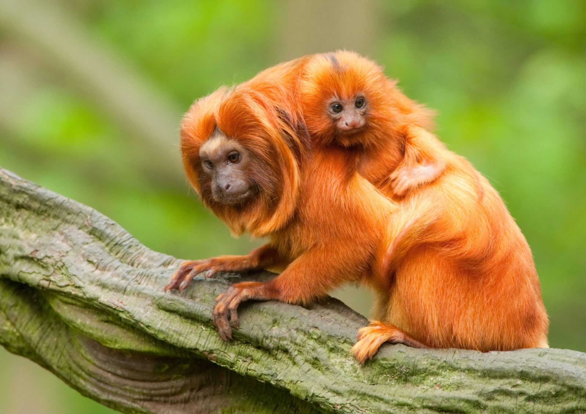 Reforestation initiative to save Brazil's golden monkey - Die Gute Minute