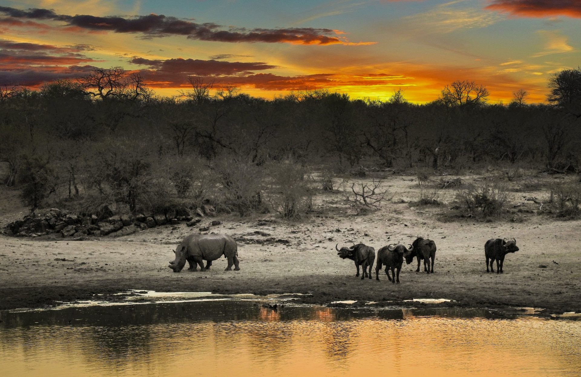 New AI-powered anti-poaching system developed - Die Gute Minute